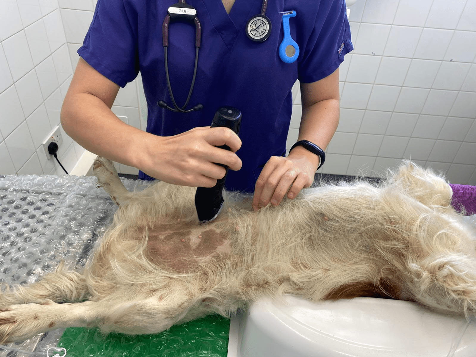 Prepping Patient 2 - Rowan Vets