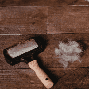 Booking Ahead: Grooming and Healthcare Before You Travel - Rowan Vets
